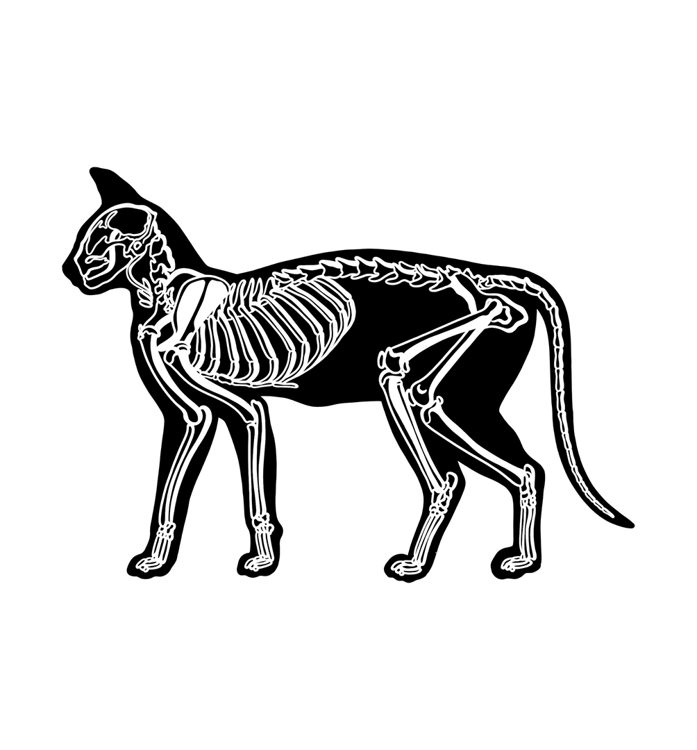 'X-Ray Cat' Print – Few & Far Co.